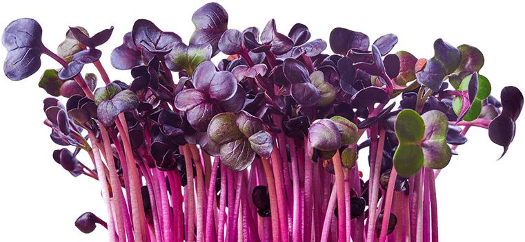 Prijslijst 2023 – Genki Greens