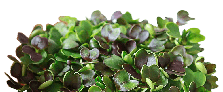 Prijslijst 2023 – Genki Greens